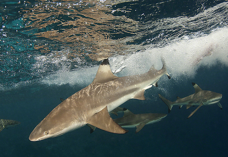 Blacktip Reef Sharks (Solomon Islands Day 5 142) – SEADOC PHOTOGRAPHY