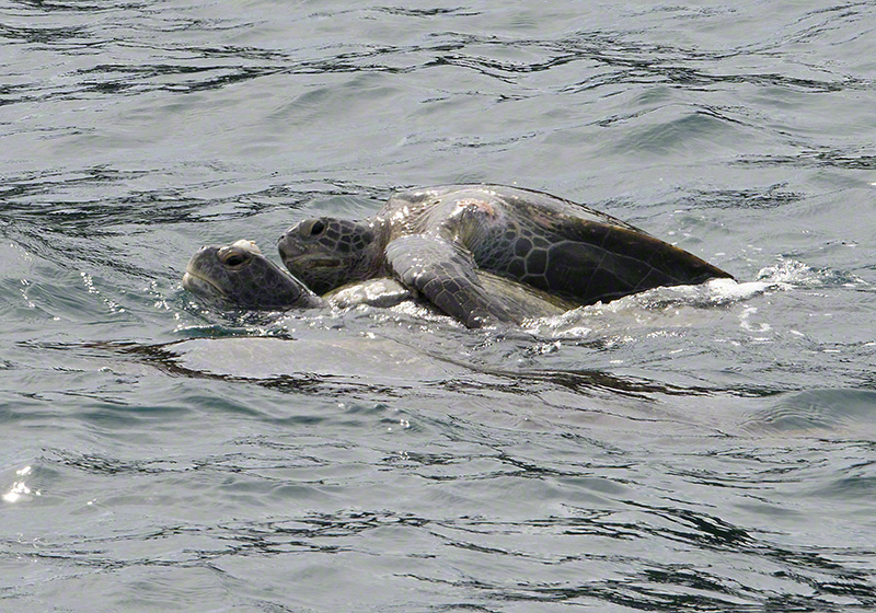 Green Sea Turtles Mating (Naval Station, Socorro Island) (Nautilus ...