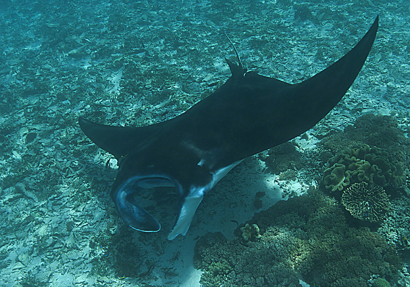 Manta Ray (Mawan Island) (Komodo Dancer Day 8 124) – SEADOC PHOTOGRAPHY