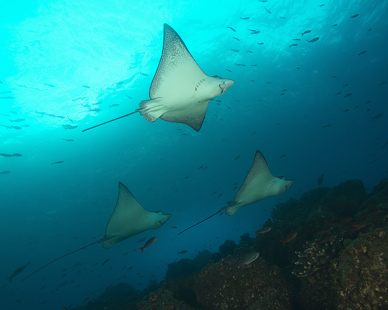 Spotted Eagle Rays (Wolf Island) (Galapagos Sky Day 8B 280) – SEADOC ...