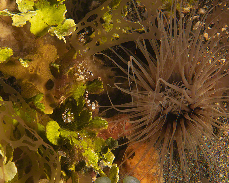 Anemone Squat Shrimp (Algae Patch 2, Batanta Island) (Damai II 2020 Day ...