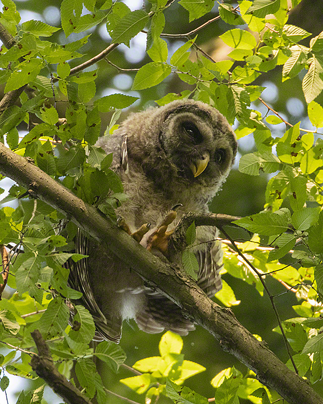 Barred Owlet (05-24-20 722) (Blog) – SEADOC PHOTOGRAPHY