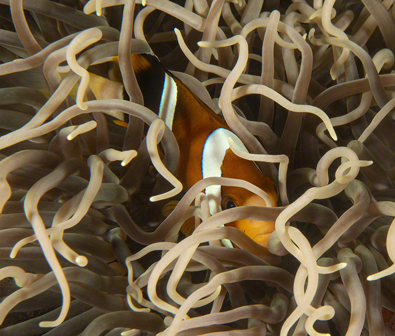 Clark’s Anemonefish (Algae Patch 2, Batanta Island) (Damai II 2020 Day ...