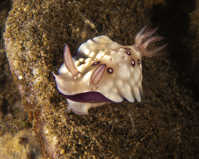 Nudibranch (Goniobranchus sp.) (Algae Patch 1, Batanta Island) (Damai ...