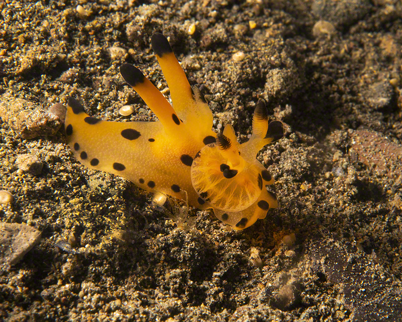 Nudibranch (Thecacera sp. 8) (Algae Patch 1, Batanta Island) (Damai II ...