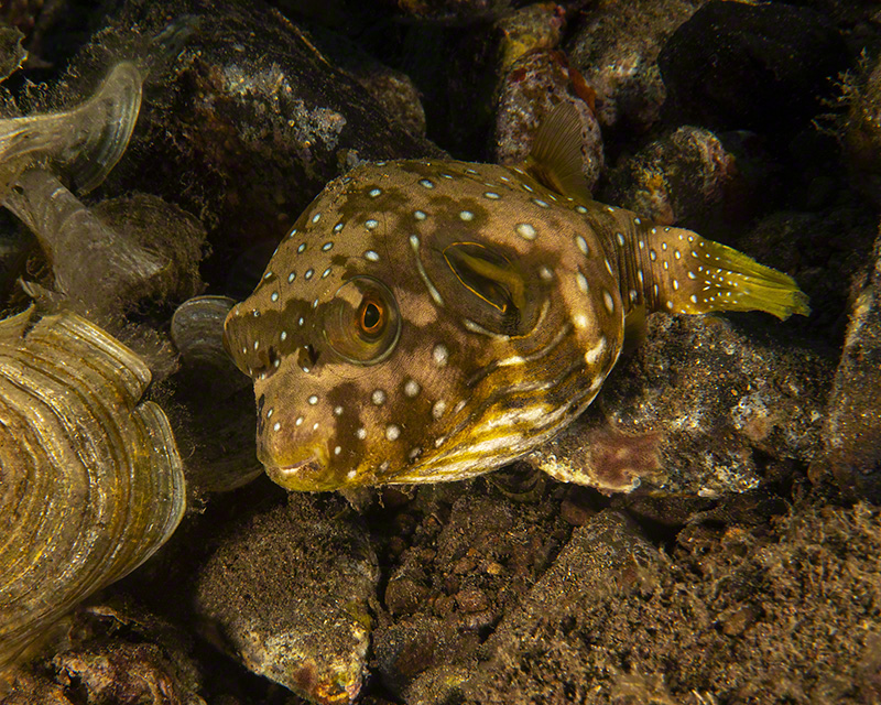 Reticulated Puffer (Algae Patch 1, Batanta Island) (Damai II 2020 Day ...