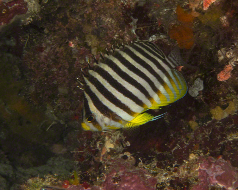 Multi-Barred Angelfish (Little Momon, Momon Area) (Damai II 2020 Day ...