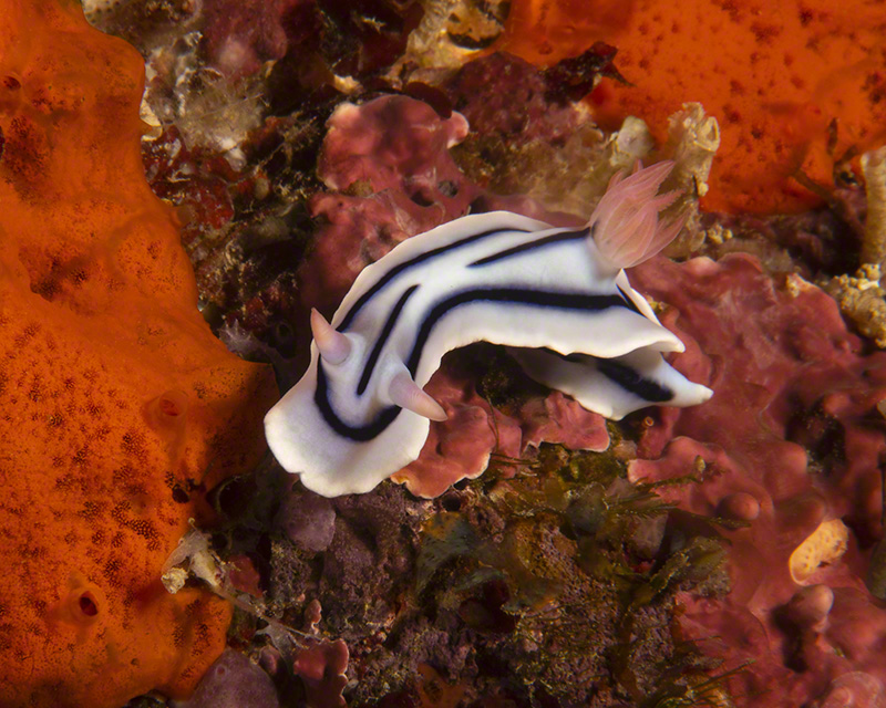 Nudibranch (Chromodoris lochi) (Little Momon, Momon Area) (Damai II ...
