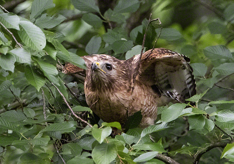 Red-Shouldered Hawk (Adult) (06-17-20 125) (Blog) – SEADOC PHOTOGRAPHY