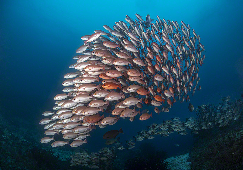 Schooling Slender Pinjalo Snapper & Papuan Snapper (Batu Dramai, Triton ...