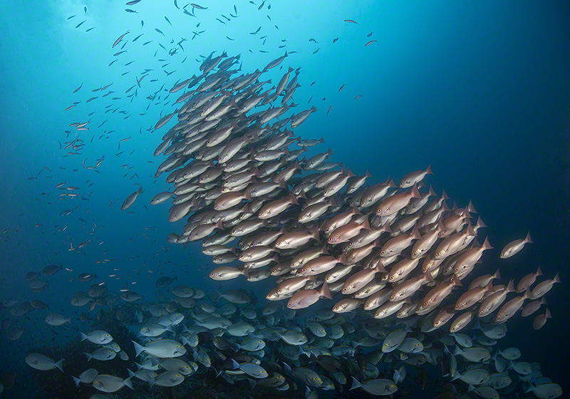 Schooling Slender Pinjalo Snapper & Yellowmask Surgeonfish (Batu Dramai ...