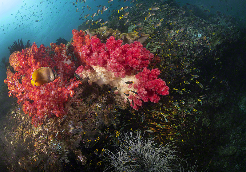 Triton Bay Reefscape (Bo’s Rainbow, Triton Bay) (Damai II 2020 Day 14A ...