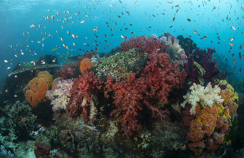 Triton Bay Reefscape (Little Komodo, Triton Bay) (Damai II 2020 Day 16A ...