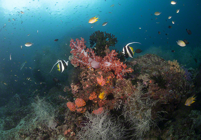 Triton Bay Reefscape (Little Komodo, Triton Bay) (Damai II 2020 Day 16A ...