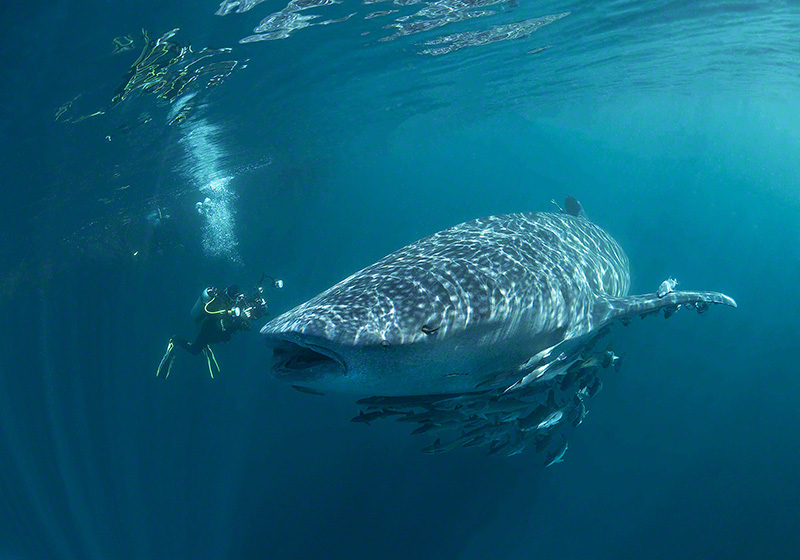Whale Shark (Namatote Strait) (Damai II 2020 Day 13 288) – SEADOC ...