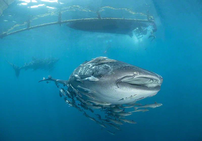 Whale Shark (Namatote Strait) (Damai II 2020 Day 13 795) – SEADOC ...