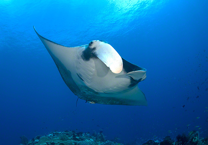 Oceanic Manta Ray (Magic Mountain, SE Misool) (Damai II 2020 Day 21A ...