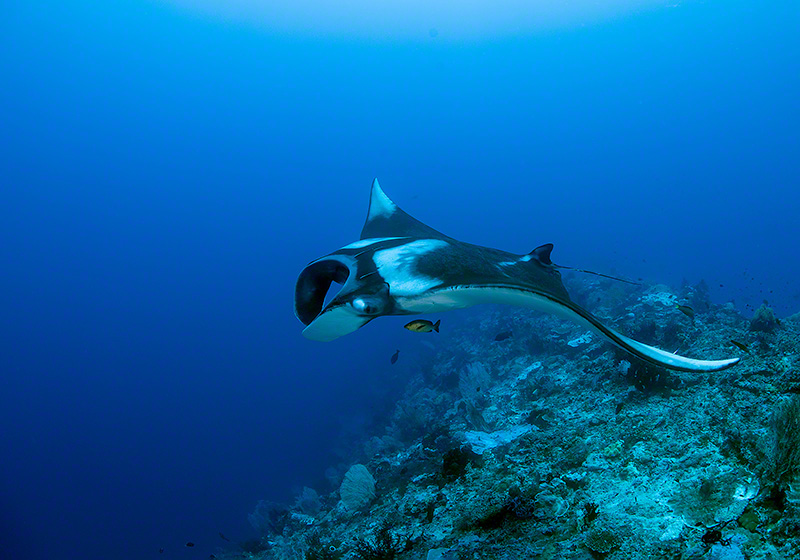 Oceanic Manta Ray (Magic Mountain, SE Misool) (Damai II 2020 Day 21A ...