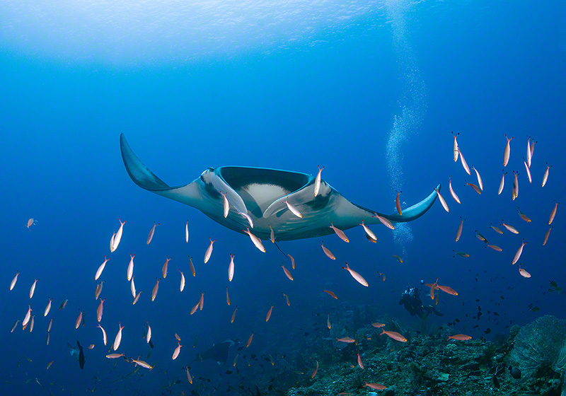 Oceanic Manta Rays (Magic Mountain, SE Misool) (Damai II 2020 Day 21A ...