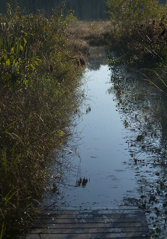 Flooded Boardwalk at Sullivan Impoundment (Pee Dee National Wildlife ...
