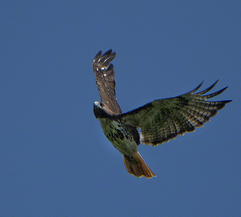 Red-tailed Hawk (Lower McAlpine Creek Greenway 06-23-21 155) (Blog ...