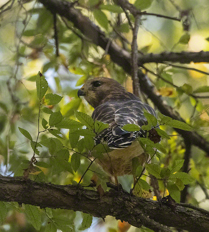Red-shouldered Hawk (Lower McAlpine Creek Greenway 10-21-21 210) (Blog ...