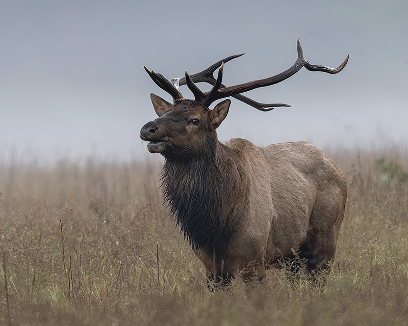 Cataloochee Valley – SEADOC PHOTOGRAPHY